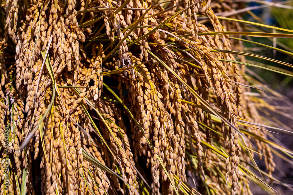 Rice ears in rice fields that will be harvested in Japan. Stock Photo ...