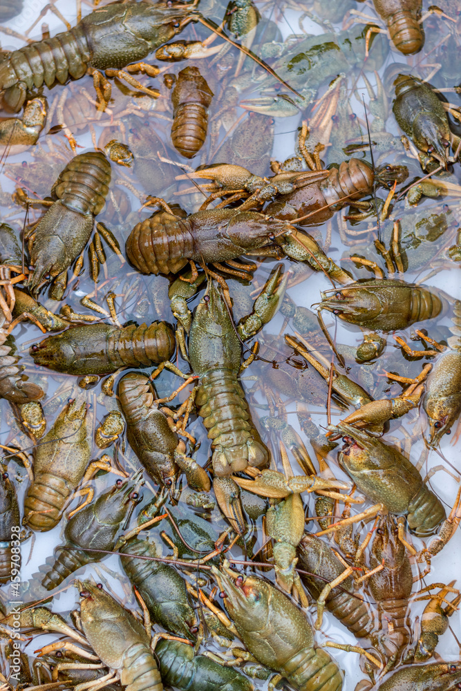 Foto de Live green crayfish crawl along the bottom of a container of ...