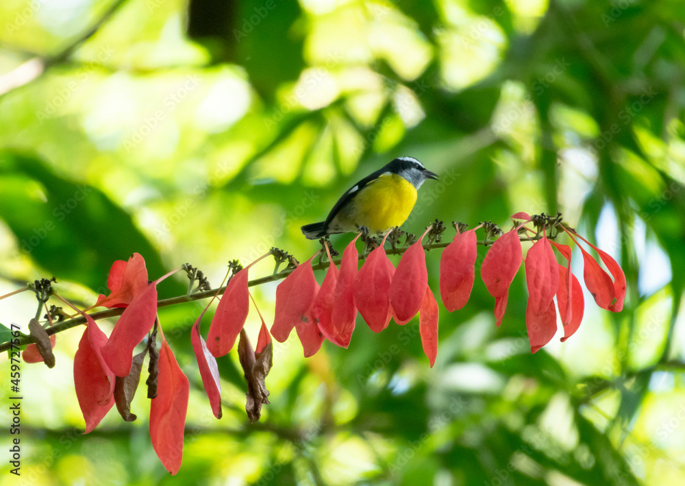 Foto de A Bananaquit chirping on the national flower of Trinidad and ...