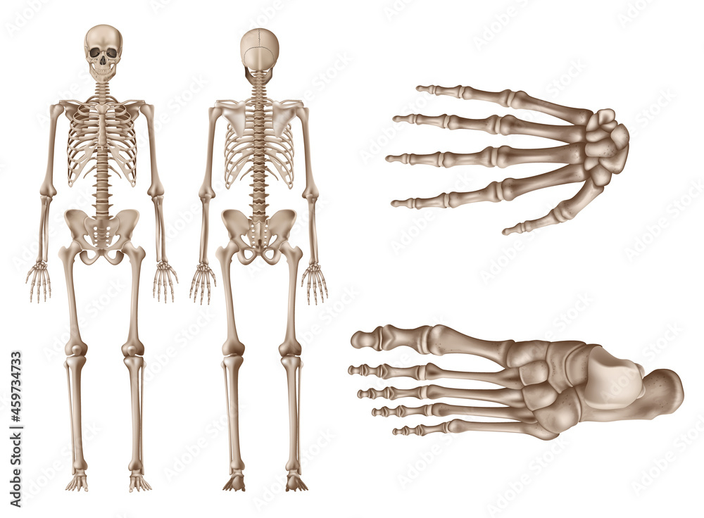Turkey Skeleton Anatomy