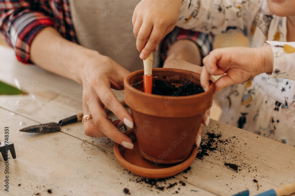 Little girl with her mother is planting houseplants in terracotta pots ...