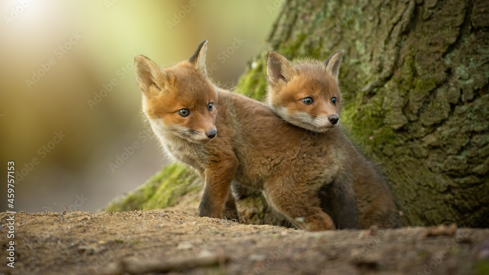 Two little red fox, vulpes vulpes, cuddling next to tree in sunlight. Siblings of baby mammals ...