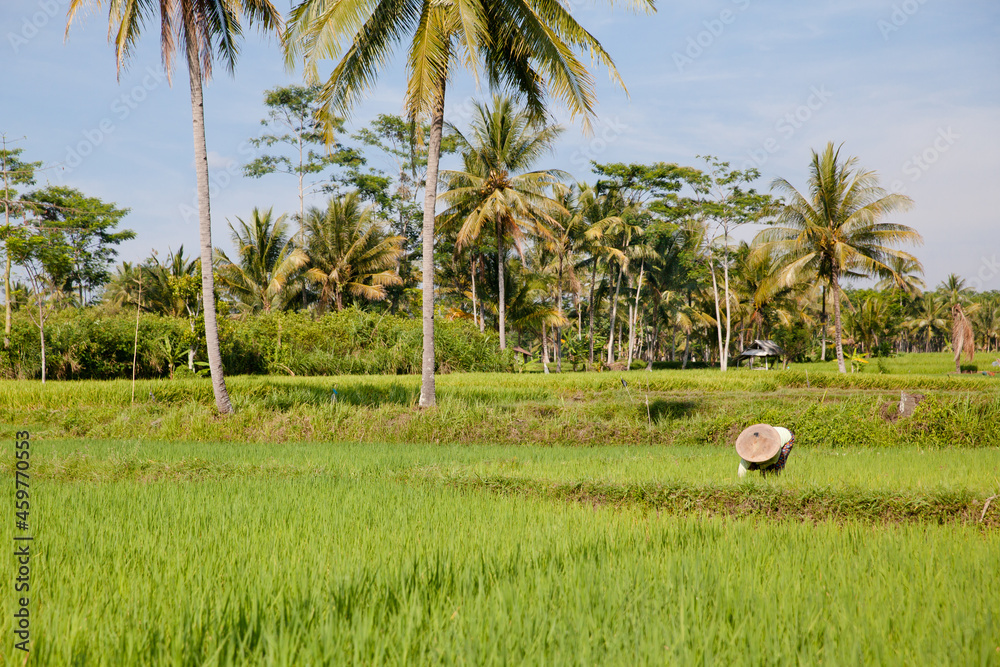 Foto de Rice Planting in Bali island, Indonesia. Beautiful landscape ...