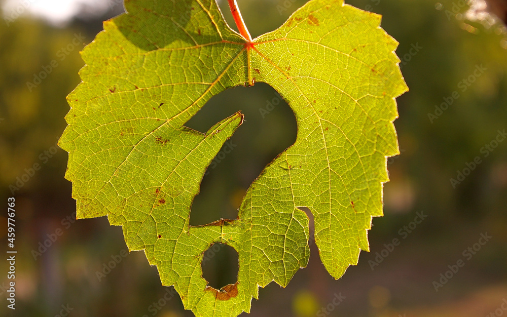 Question mark on a green grape vine leaf. Interrogation sign and ...