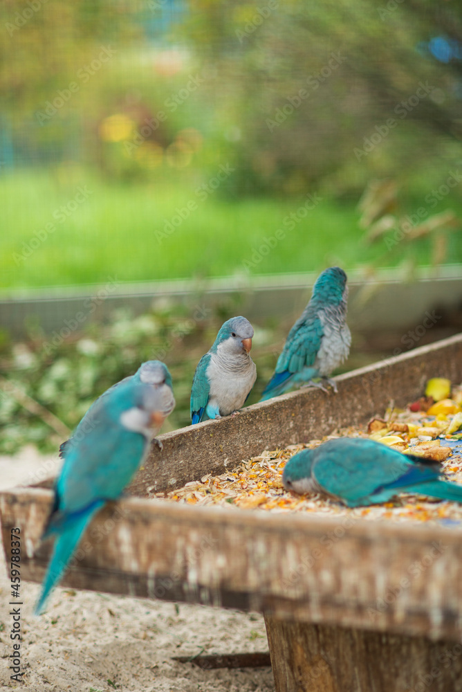 Beautiful blue parrots Kalita eats grain in captivity. Myiopsitta ...