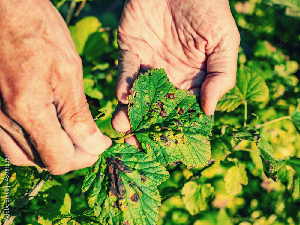 DGardener shows disease of red and black currants, infection with ...