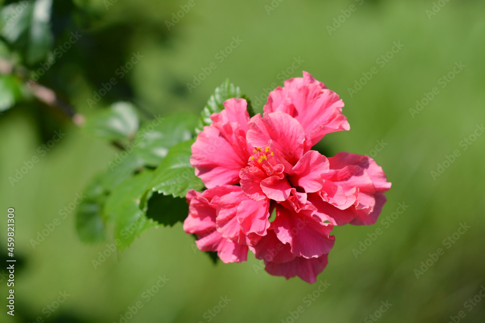 Bangladeshi beautiful Red Joba (Hibiscus) flower in the garden with ...