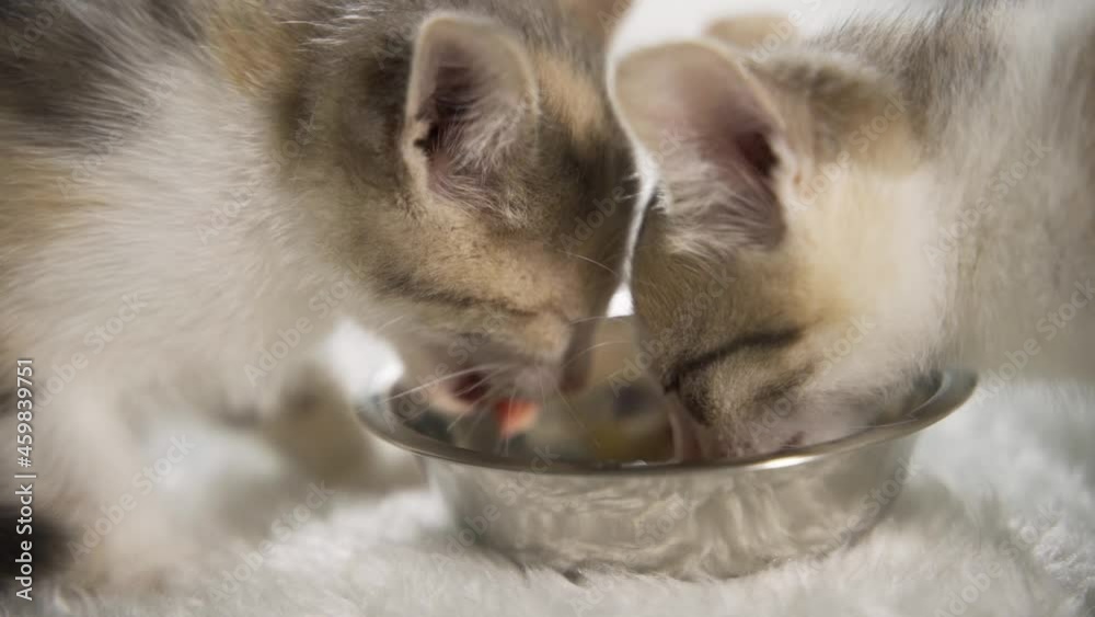 Two kittens eat from one bowl opposite each other. Delicious cat treat ...