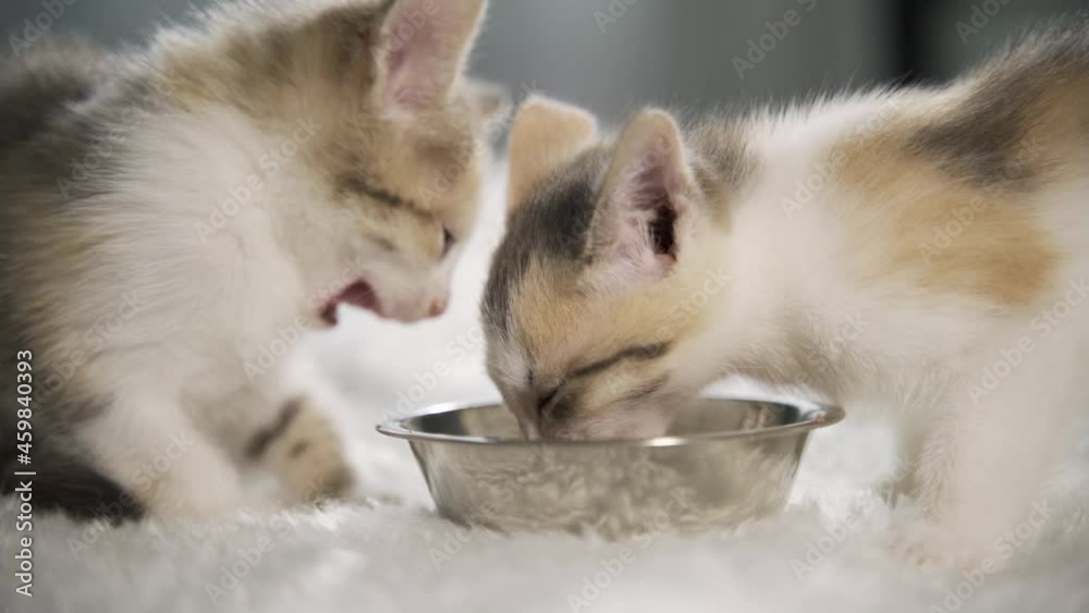 Kittens eat from one bowl. One is already full and sits next to him ...