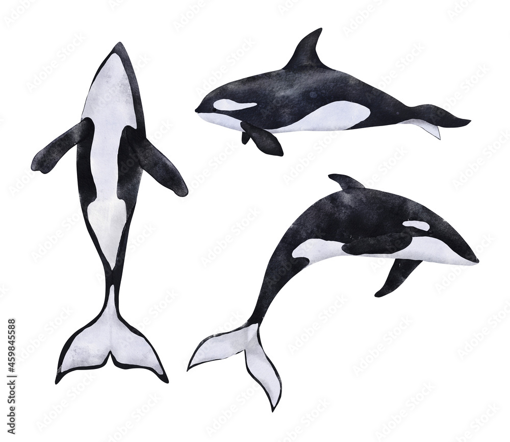 Set of watercolor orcas. Hand drawn illustration of killer whales ...