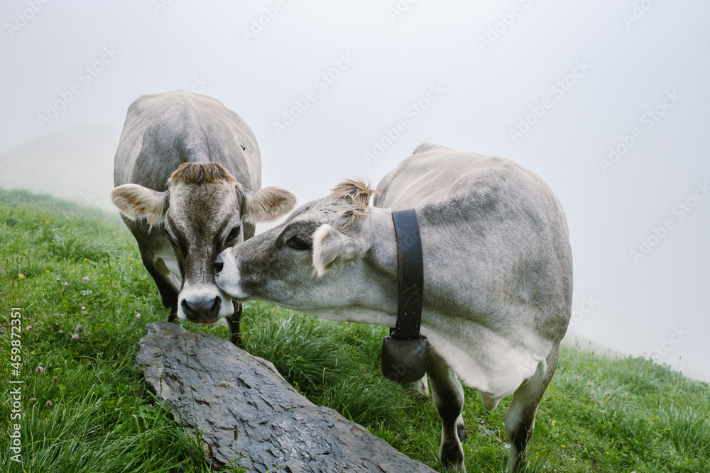 cows in meadow with parts of Mattenberg in the background, Bernese ...
