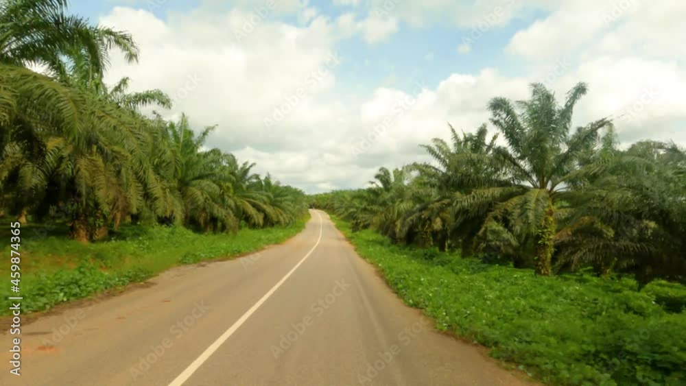 Palm tree plantation farms Ghana Africa POV. Tropical bush village in ...