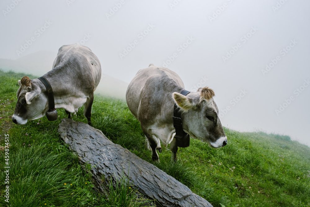 cows in meadow with parts of Mattenberg in the background, Bernese ...