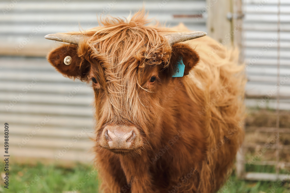 Beautiful young Highland Cow steer in cattle yards Stock Photo | Adobe ...