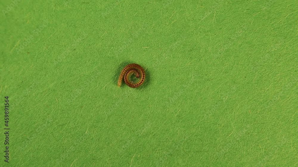 Vidéo Stock Millipede isolated on green background. Also called ...