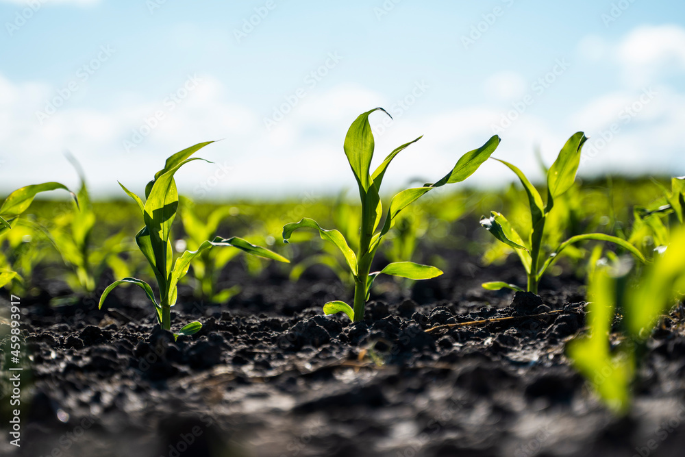 Close up seeding maize plant, Green young corn maize plants growing ...