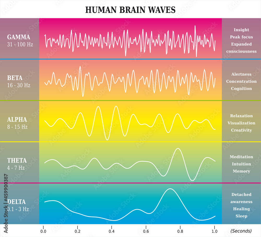 Ondes Cérébrales Humaines Diagramme / Illustration, Couleurs Arc-en ...