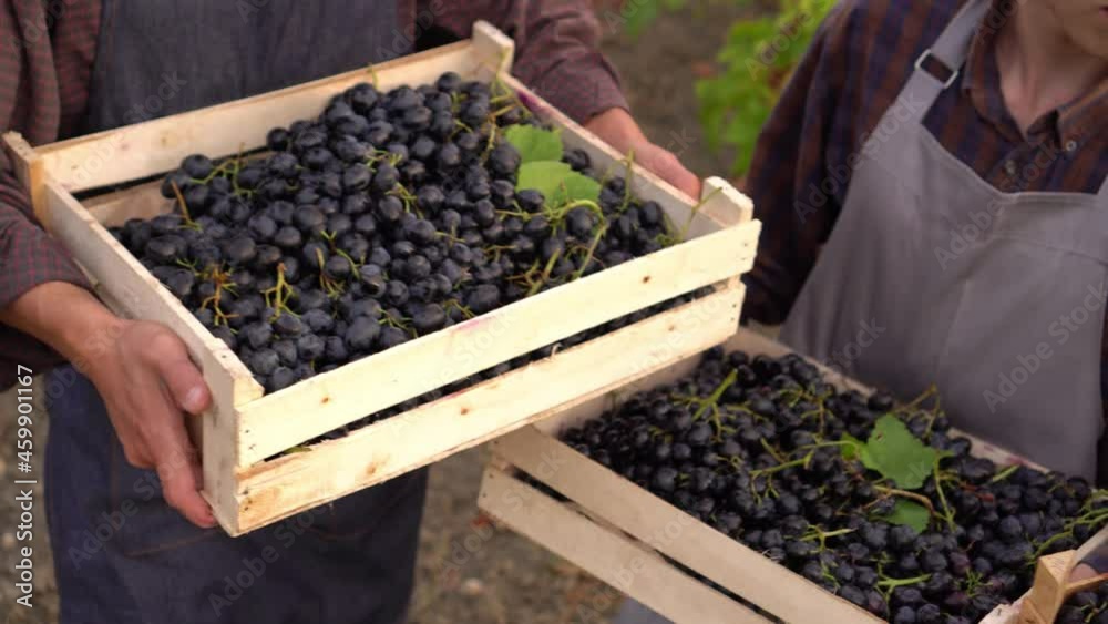 Picking grapes. Father and sons work together. Small business. Farmer family live on the land ...