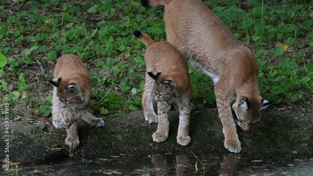 Three young Eurasian lynxes (Lynx lynx) juveniles playing with branch ...
