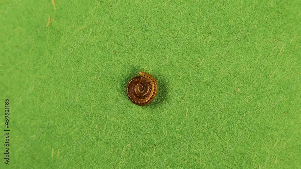 Millipede isolated on green background. Also called: Thousand feet. Its ...