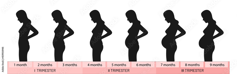 stages of pregnancy by month Stock Vector | Adobe Stock
