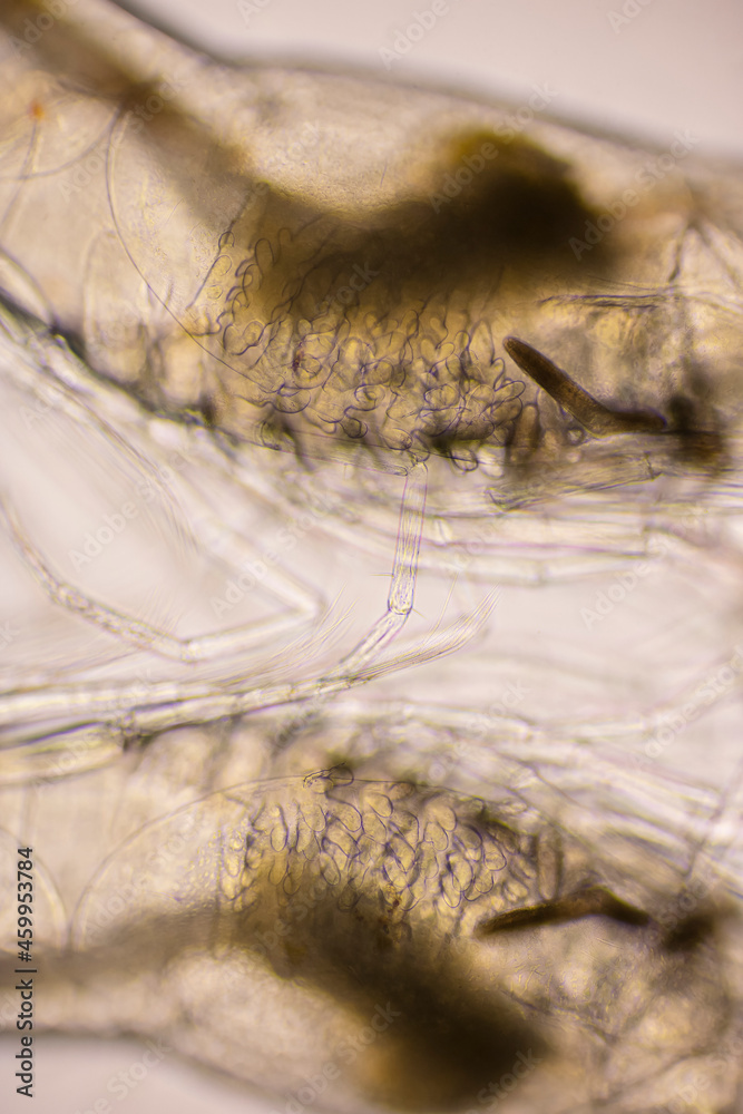 Closeup gills of shrimp under light microscope, Shrimp larvae under a ...