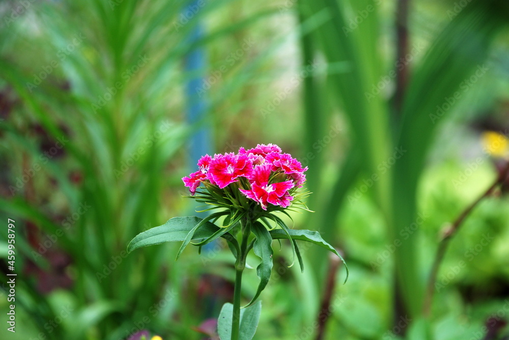 Bright red flowers of Turkish carnation. Dianthus barbatus is a ...