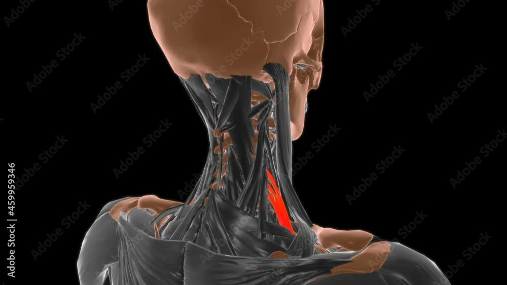 Scalenus posterior Muscle Anatomy For Medical Concept 3D Stock ビデオ ...