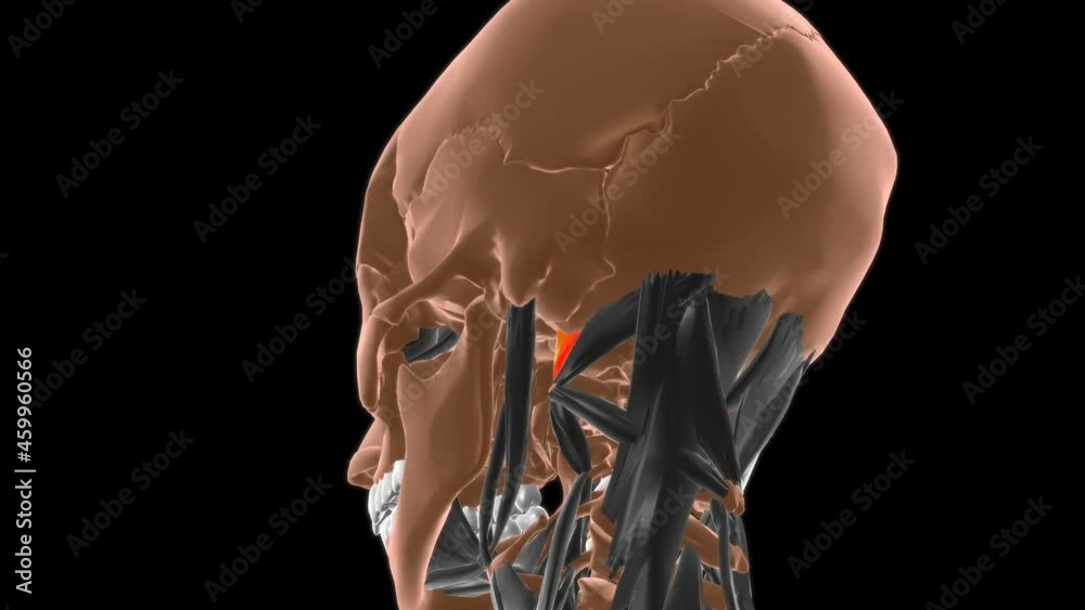 Rectus capitis lateralis Muscle Anatomy For Medical Concept 3D Stock ...