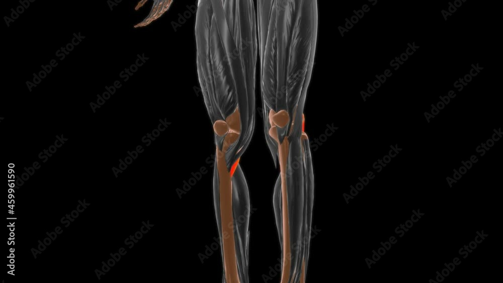 Popliteus Muscle Anatomy For Medical Concept 3D Stock Video | Adobe Stock