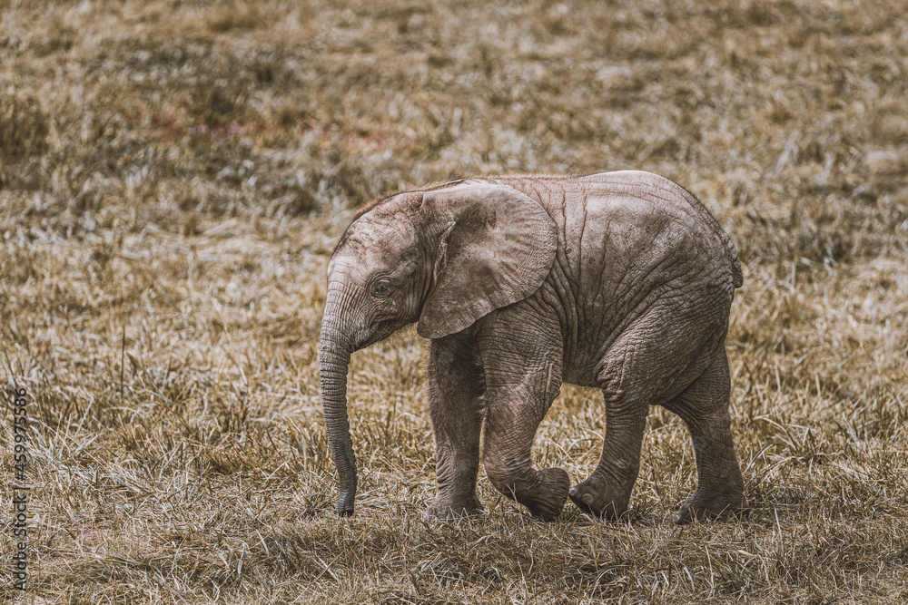 Cute baby elephant walking, side view. Calf Stock Photo | Adobe Stock