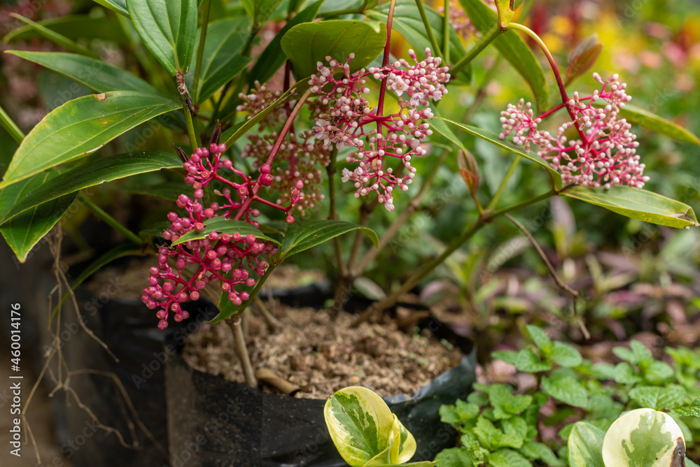 Parijoto (Medinilla magnifica) is a plant from Muria Mountain, Kudus ...