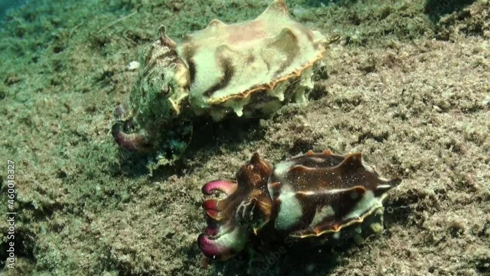 male and female flamboyant cuttlefish walking side by side over reef ...