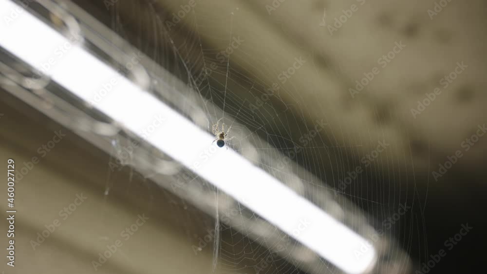 Dirty Alleyway with Spider in front of light at night Stock Video ...
