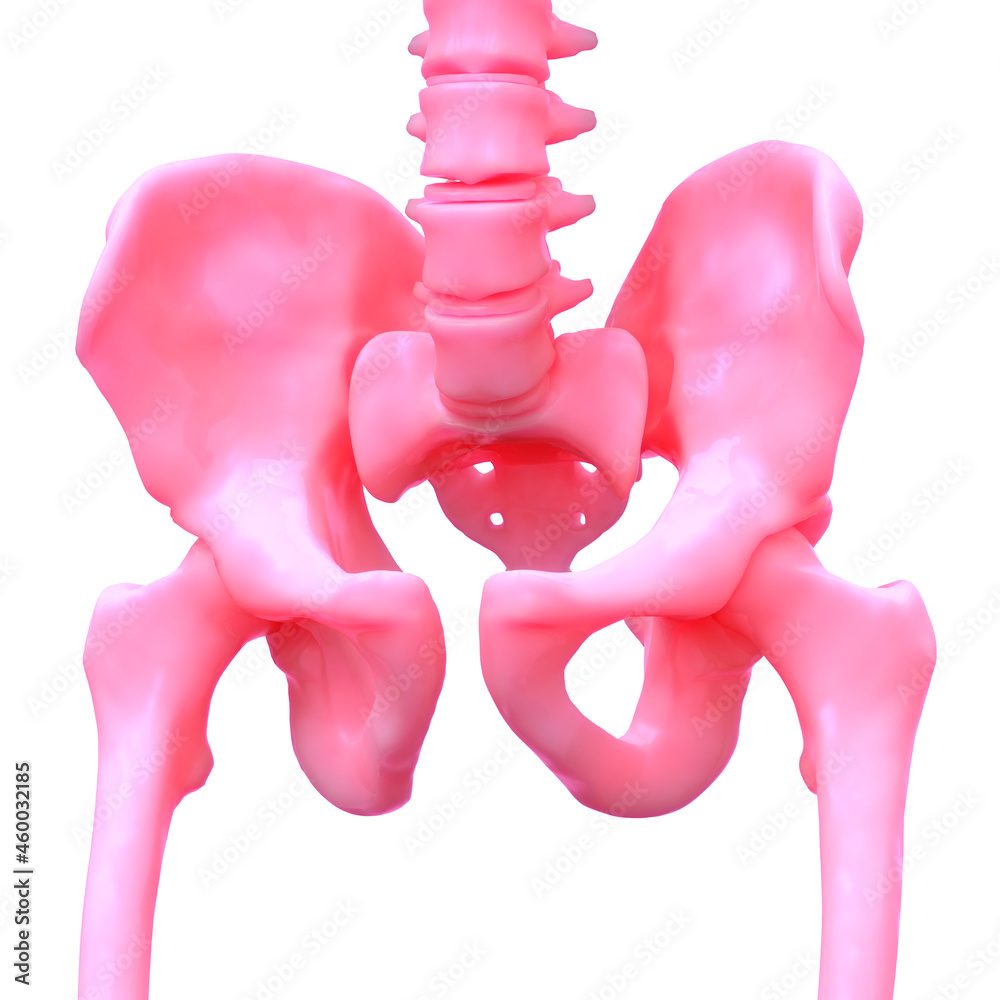 Human Skeleton System Pelvic Girdle Bone Joints Anatomy Stock ...