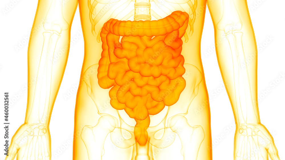 Human Digestive System Large and Small Intestine Anatomy Stock ...