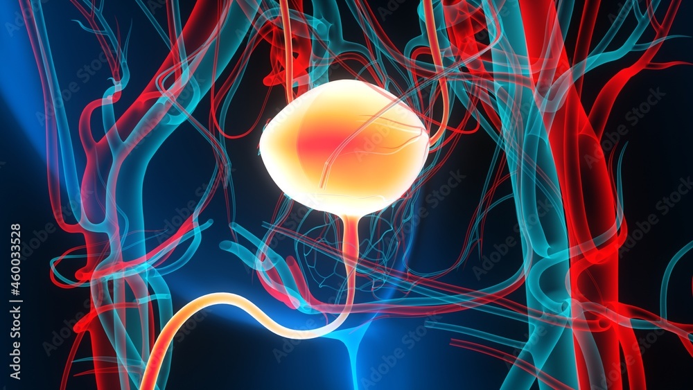 Human Urinary System Bladder Anatomy Stock Illustration | Adobe Stock
