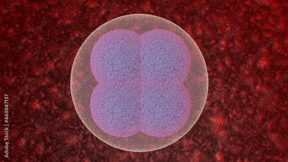 Fertilization is the fusion of haploid gametes, egg and sperm Concept ...