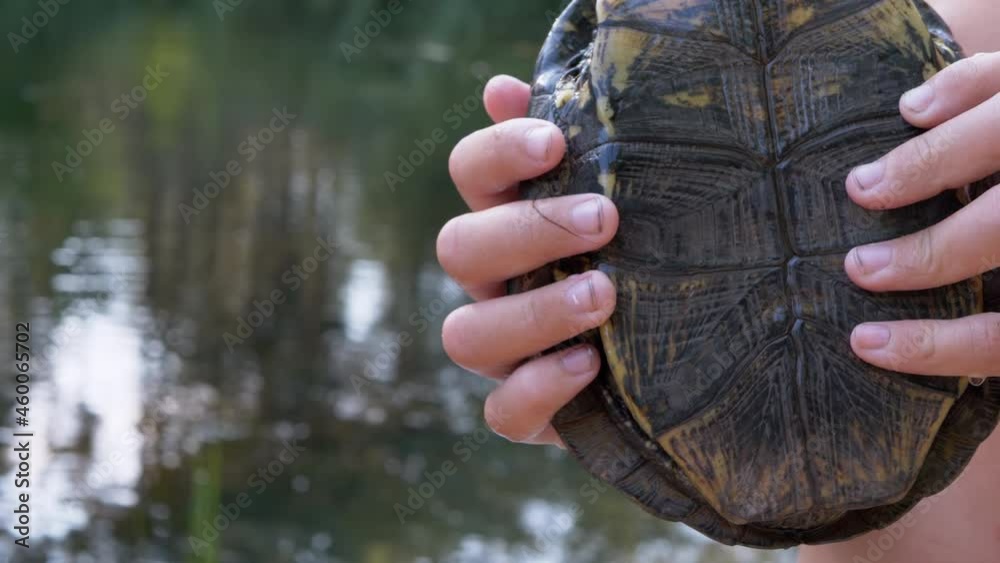 Child is Holding in Arms a Turtle Caught in the River. Boy examines ...