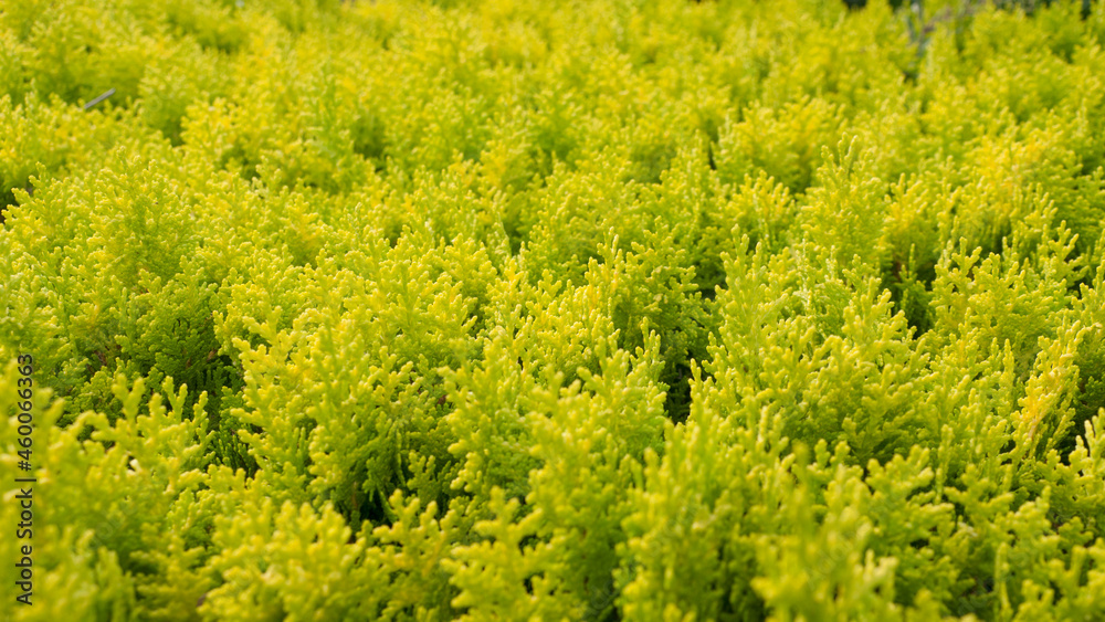 Seto de arbusto de ciprés verde y amarillo Stock Photo | Adobe Stock