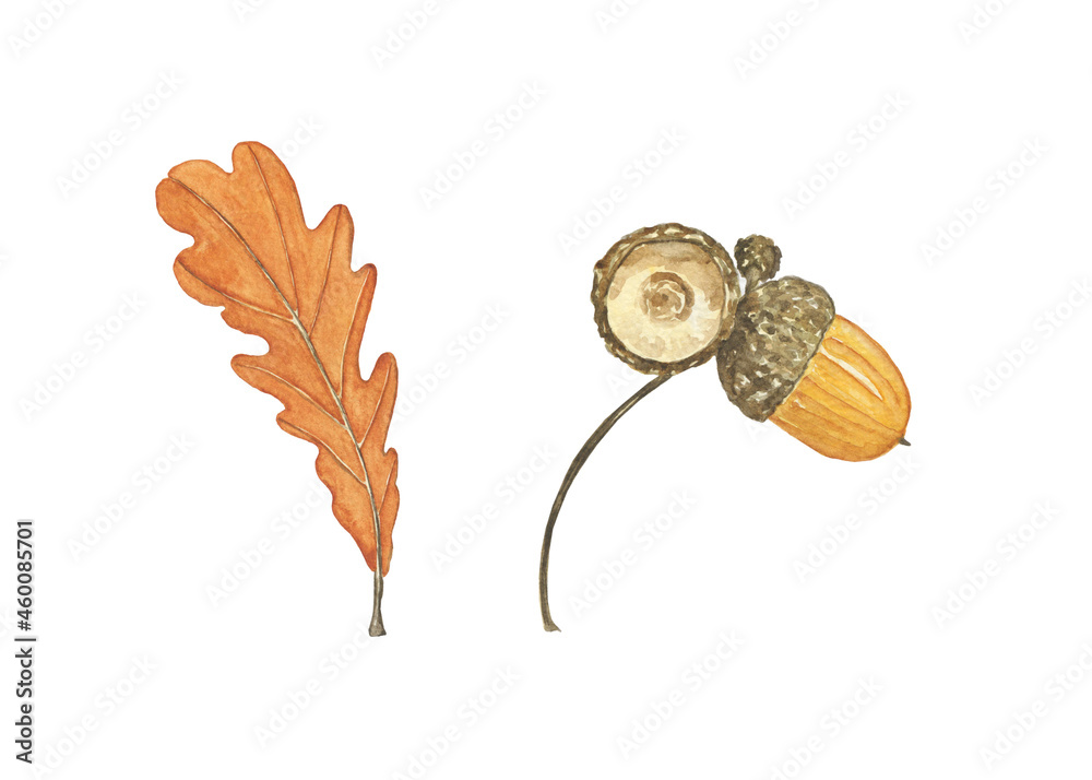 Oak leaf and acorn isolated on white background. Watercolor hand ...