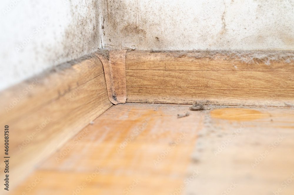 dust in the corner of the room. real old neglected dusty dirt, dirty ...