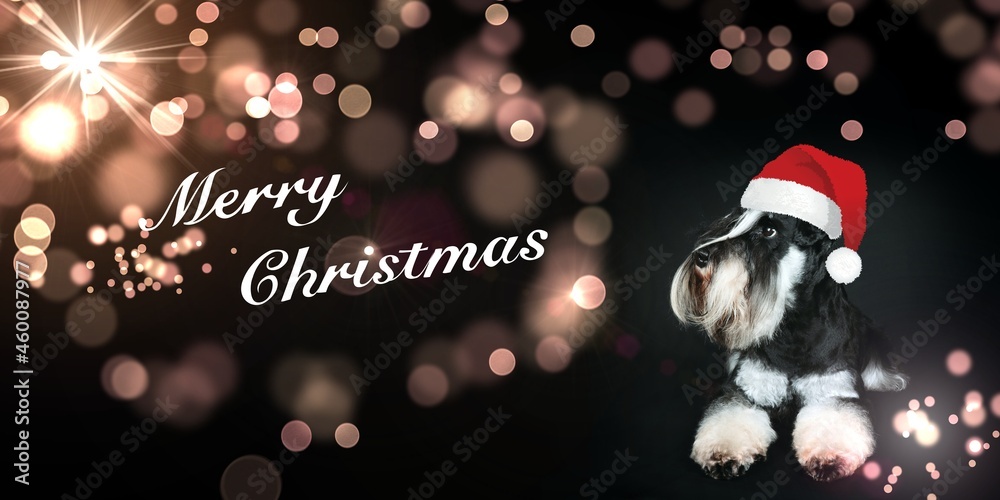 Merry Christmas With Mini Schnauzer