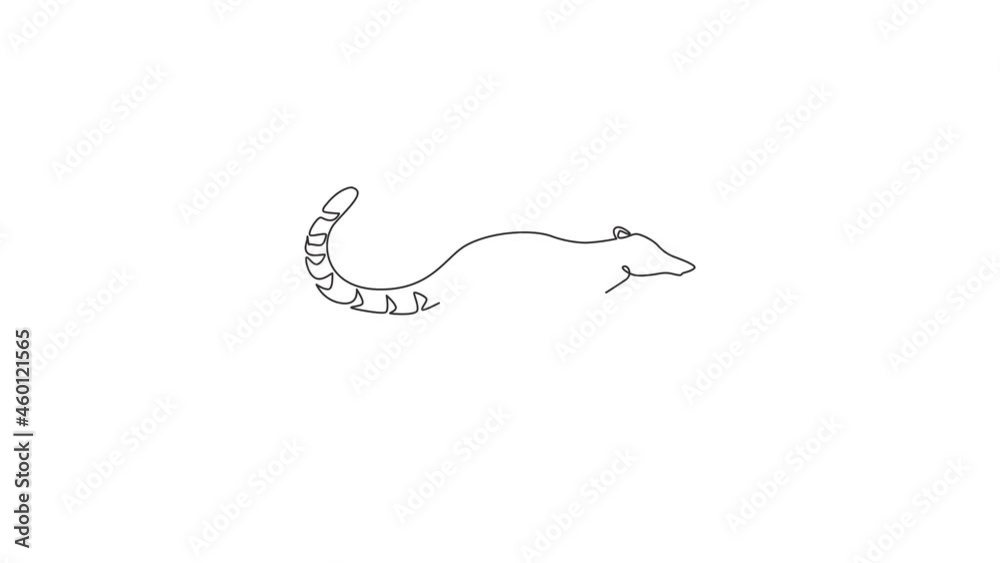 Animated self drawing of one continuous line draw cute coati for ...