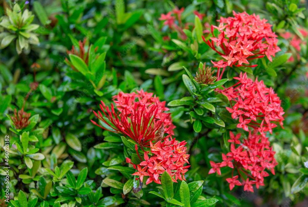 Exotic Tropical Flower White Resort, Travel Vacations Luxury Freshness ...