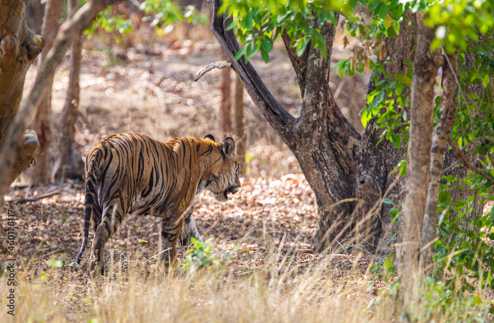 B2, a legendary Bengal Tiger walking through the jungle from a ...