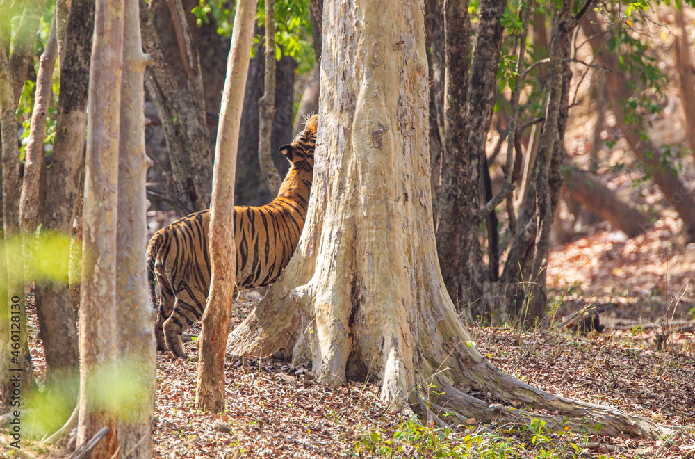 B2, a legendary Bengal Tiger walking through the jungle from a ...