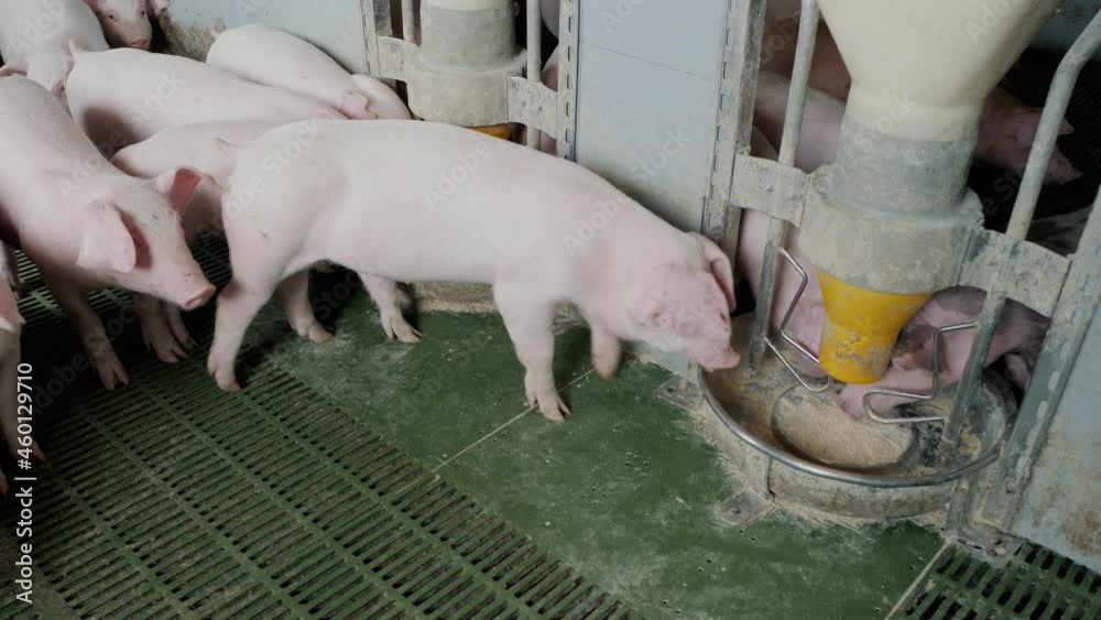 Young little pigs on a farm in a pigsty eat food from feeder. Growing ...