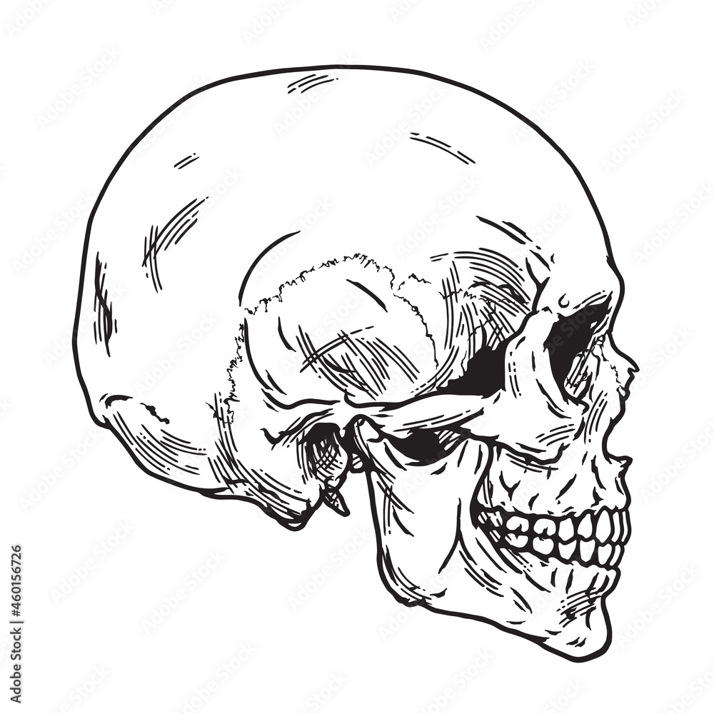 Human Skull, Side View, Skeleton Head, Hand Drawn, Clipart, Vector ...