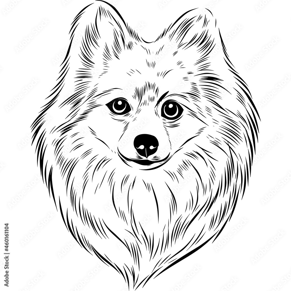 German Spitz Stock Vector | Adobe Stock